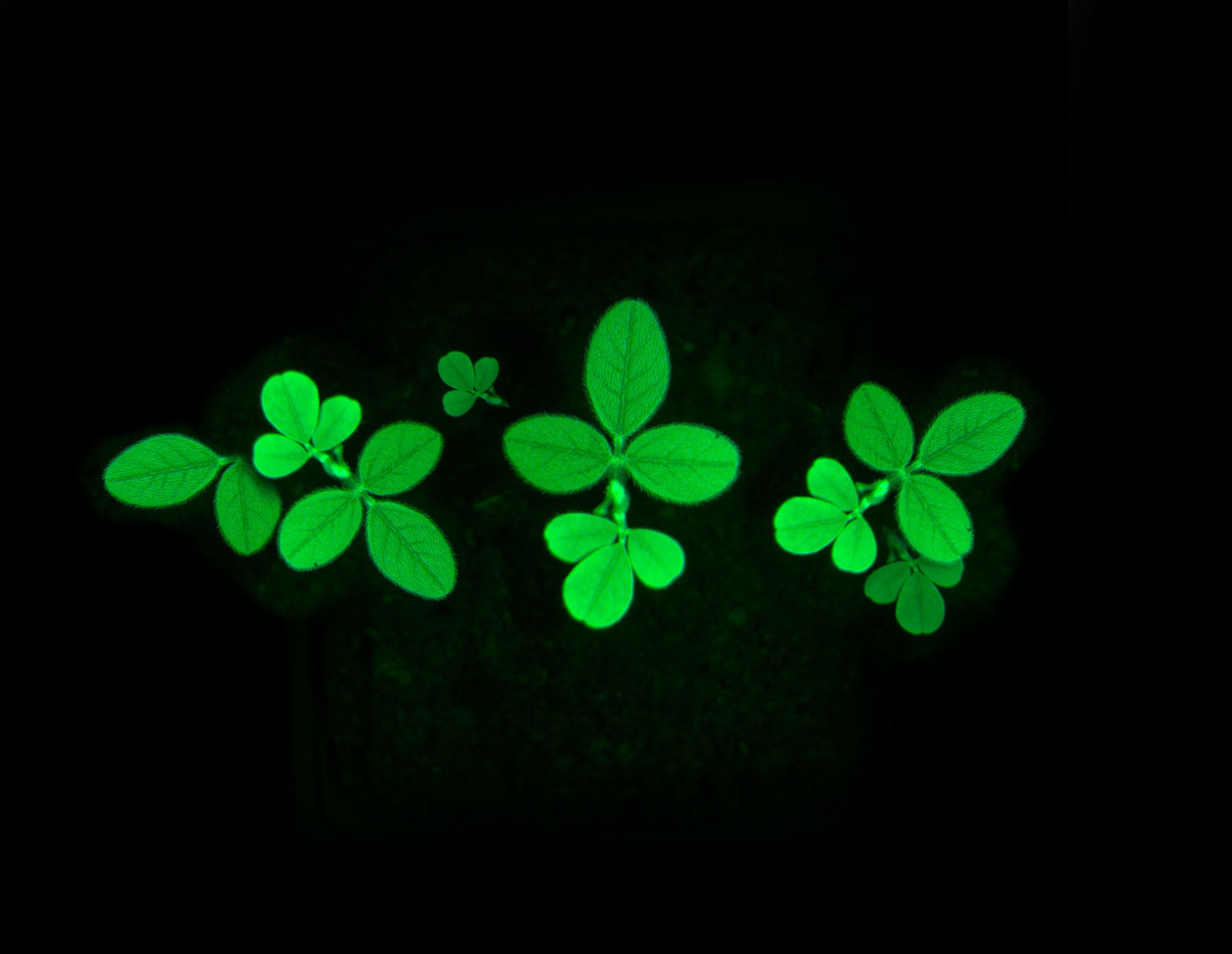 InnerPlant - Plants communicate, we give them a voice